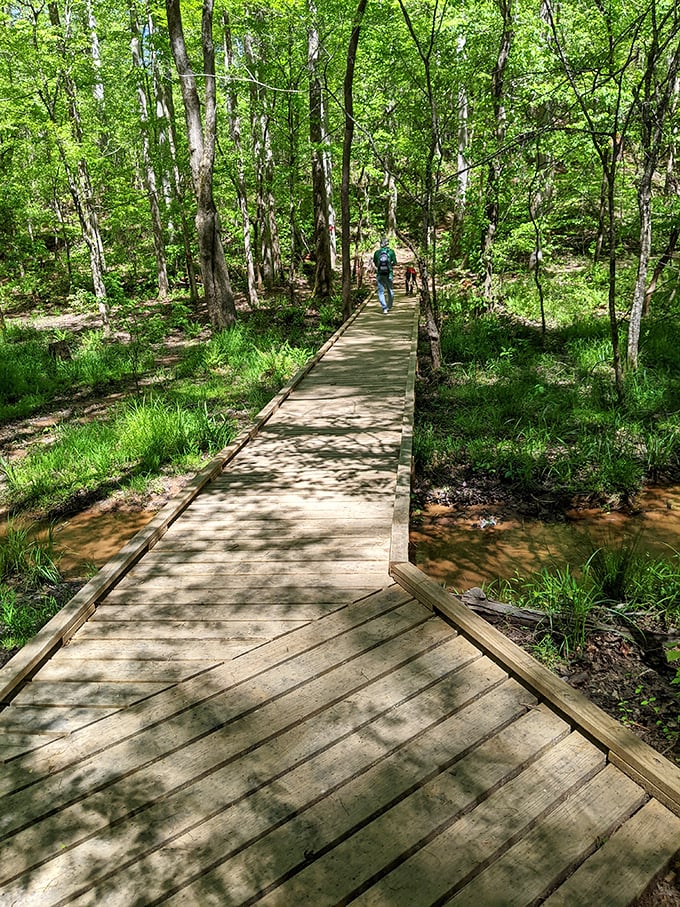 Wooden boardwalks guide you through wetland ecosystems without soggy shoes. Nature's red carpet treatment for explorers of all ages.