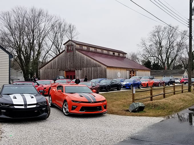 Car enthusiasts' heaven on display day&mdash;modern muscle cars line up outside the rustic barn, their vibrant colors popping against the weathered wood siding.