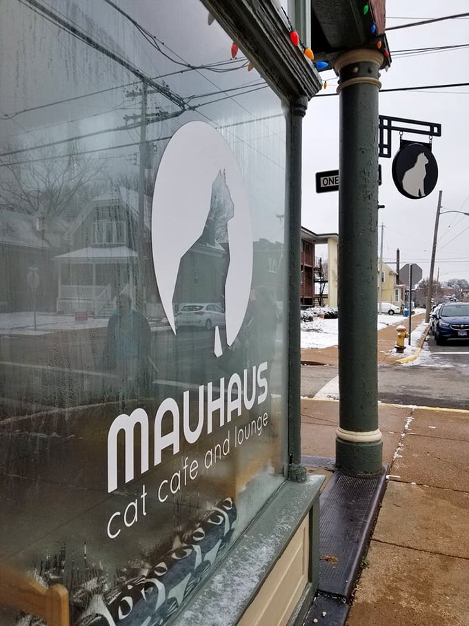 That iconic cat silhouette in the window promises what might be Missouri's most therapeutic coffee break. Cappuccino with a side of purrs!