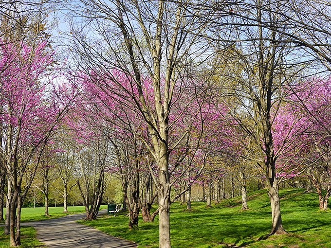 Spring explodes in a riot of pink at Heritage Park, where redbud trees create a canopy that would make even the most jaded New Jerseyan stop scrolling.