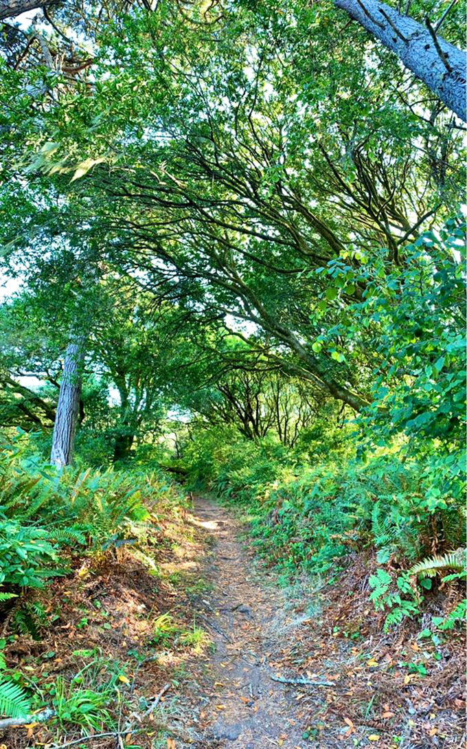 Nature's cathedral awaits down this sun-dappled trail. The stained glass? Sunlight filtering through bay laurel and oak leaves above.