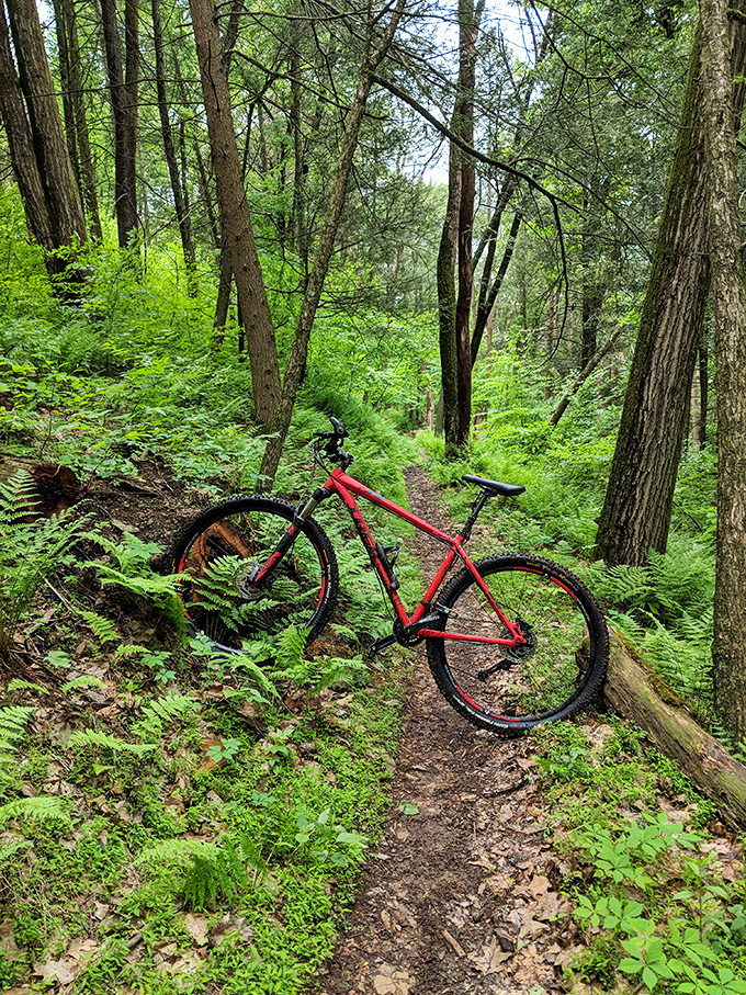 A lone mountain bike waits patiently on the trail, like a loyal steed taking a breather among the whispering ferns.