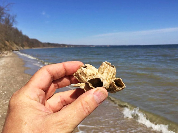 "I found one!" The ultimate Chesapeake treasure hunt yields prehistoric souvenirs that make seashell collecting seem so last millennium.