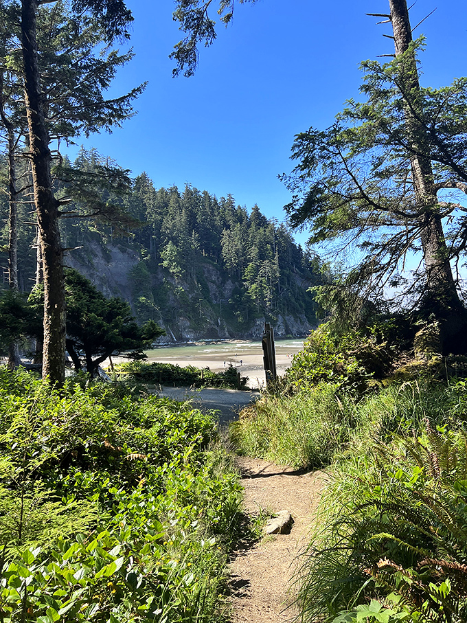 The path less traveled reveals the greatest rewards. This forest trail whispers promises of the spectacular beach waiting just beyond.