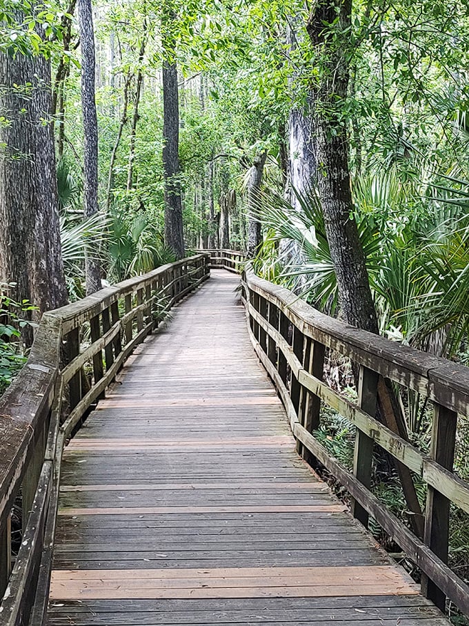 Highlands Hammock's elevated boardwalk lets you explore Florida's wild heart without becoming part of the food chain. Alligator viewing included at no extra charge!