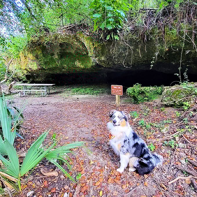 Even dogs appreciate a good cave adventure. This furry explorer looks ready to guide visitors into the mysterious darkness behind him.