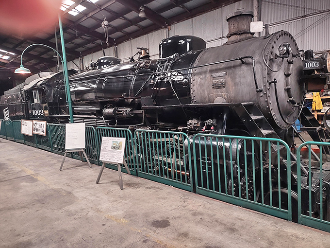 Not just cars! The massive Soo Line 1003 steam locomotive dominates its space like a sleeping giant, making modern engines look like toys in comparison.