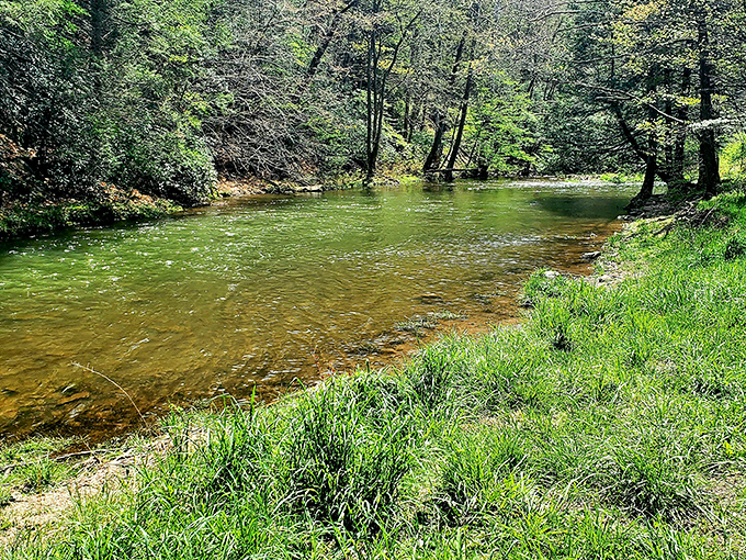 Crystal clear waters of Big Run flow gently over smooth stones, creating nature's own white noise machine for stressed-out urbanites.