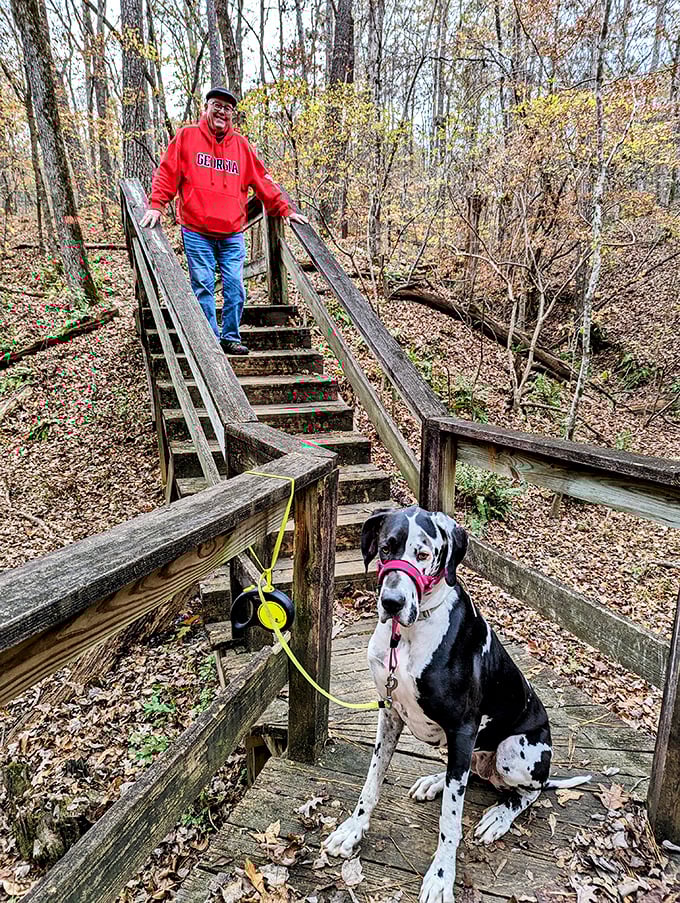 The park's well-maintained trails welcome four-legged hiking companions. That Great Dane looks more excited about the wooden steps than most kids at Disneyland!