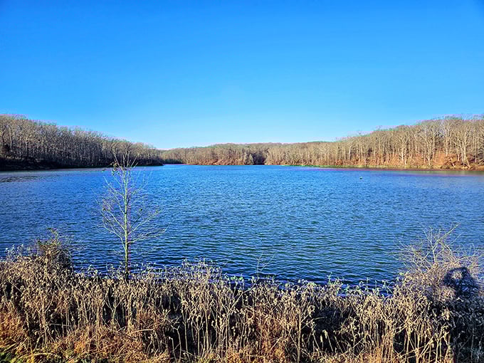 Winter transforms the lake into a mirror of stillness, reflecting bare trees like nature's own meditation app come to life.