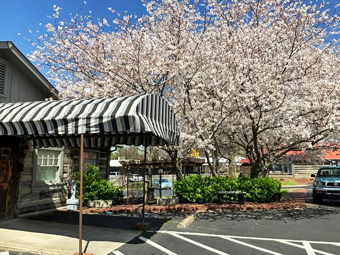 Spring blossoms frame this unassuming steakhouse where Tennessee beef traditions have been perfected over decades.