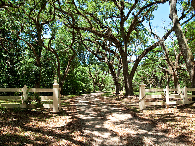Oak sentinels create nature's cathedral along this plantation entrance. Centuries-old trees form a corridor of dappled sunlight that feels like stepping into a Faulkner novel.