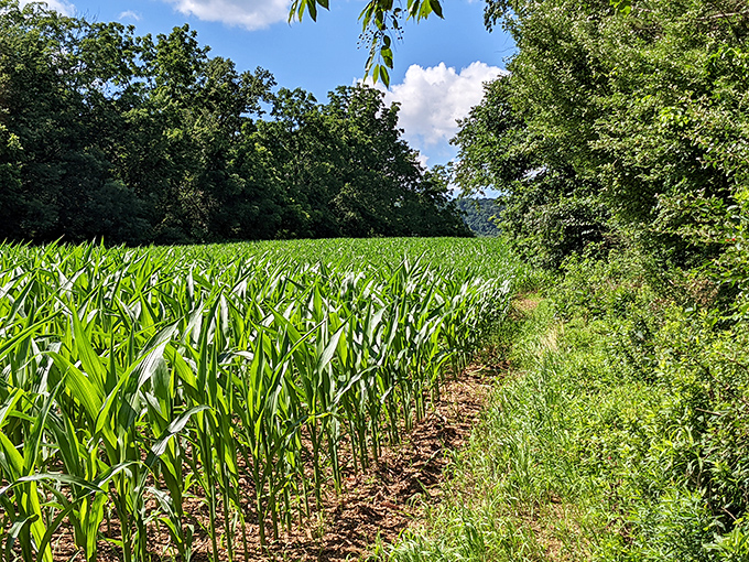 Where Pennsylvania farmland meets wilderness - this cornfield edge creates a beautiful boundary between cultivated order and wild freedom.