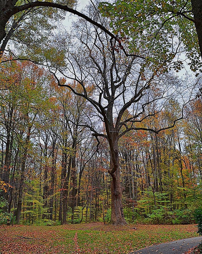 Nature's own antique shop &ndash; this majestic tree in Iron Hill Park has witnessed centuries of Delaware history unfold beneath its branches.