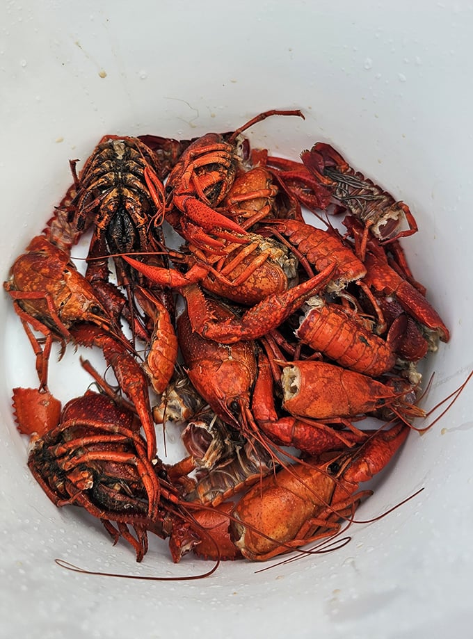 Seafood gets the Mississippi treatment! These crimson crustaceans are ready for their close-up before becoming someone's delicious memory.