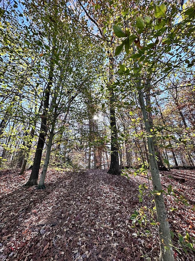 Spring's first blush transforms the forest floor into nature's own light show, no special effects department required.