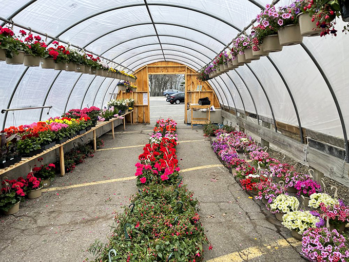 Garden dreams bloom under this greenhouse canopy, where flowers wait patiently to transform your yard into a magazine-worthy oasis.