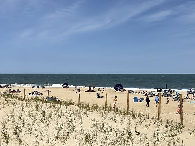 Nature's perfect dividing line between land and sea. The dunes create nature's VIP section, protecting both beachgoers and fragile ecosystems.
