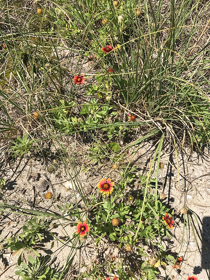 Mother Nature's garden party needs no invitation. Wild flowers bring unexpected bursts of color to the sandy landscape, thriving where you'd least expect them.