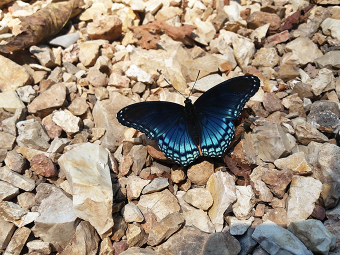 Nature's jewelry &ndash; a Red-spotted Purple butterfly takes a breather on the rocky terrain, showing off wings that would make any designer envious.