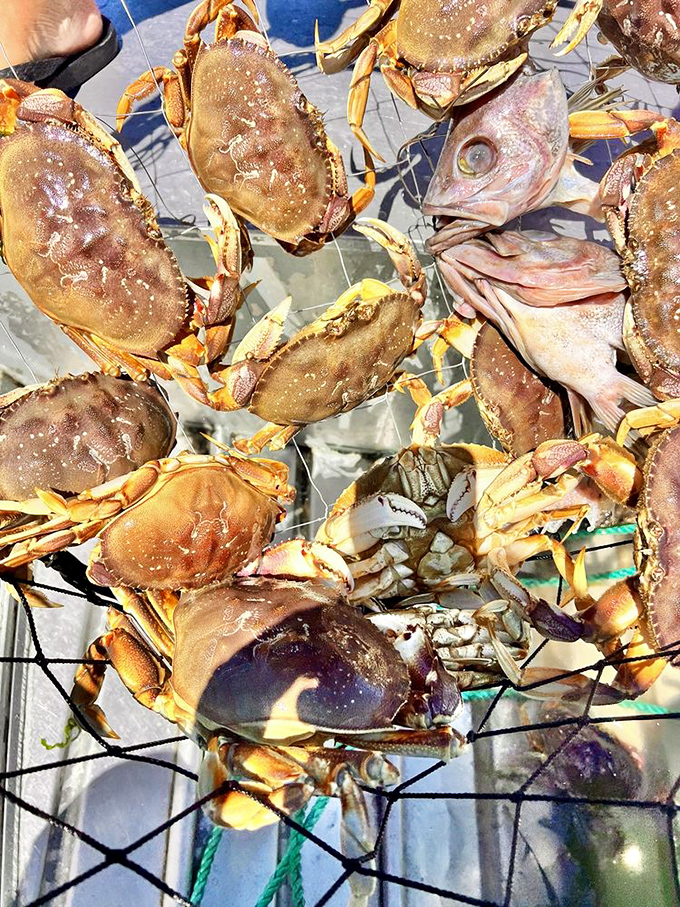 These Dungeness crabs are having their last sunbath before meeting their delicious destiny. The circle of life never tasted so good. 