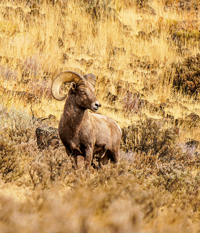 Excuse me, did you make a reservation? A California bighorn sheep poses regally in its natural habitat, unbothered by your presence.
