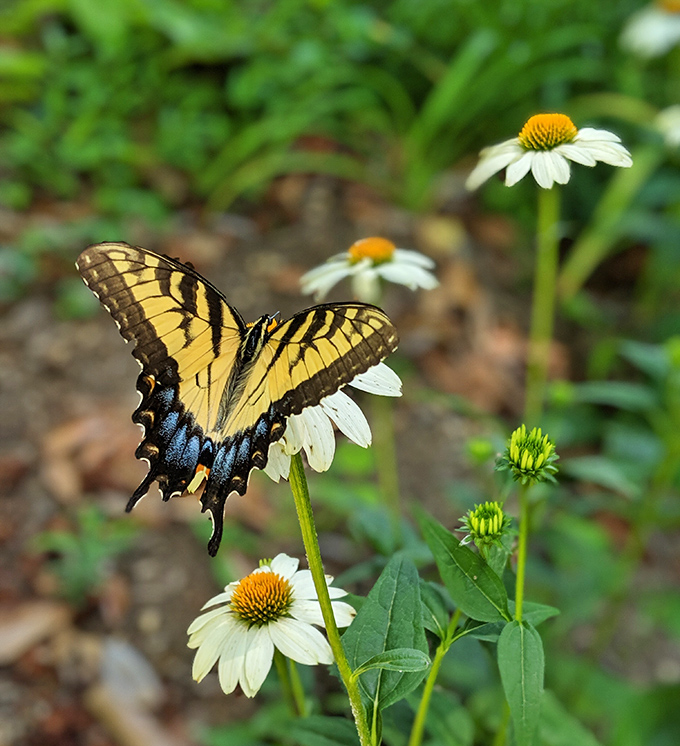 Even butterflies vacation at Matoaka! This eastern tiger swallowtail knows the best wildflower buffet when it sees one.