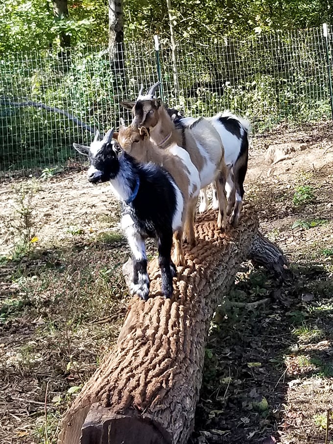 Even the goats at Indiana Caverns seem to be posing for their album cover. Underground adventures build up an appetite for everyone.