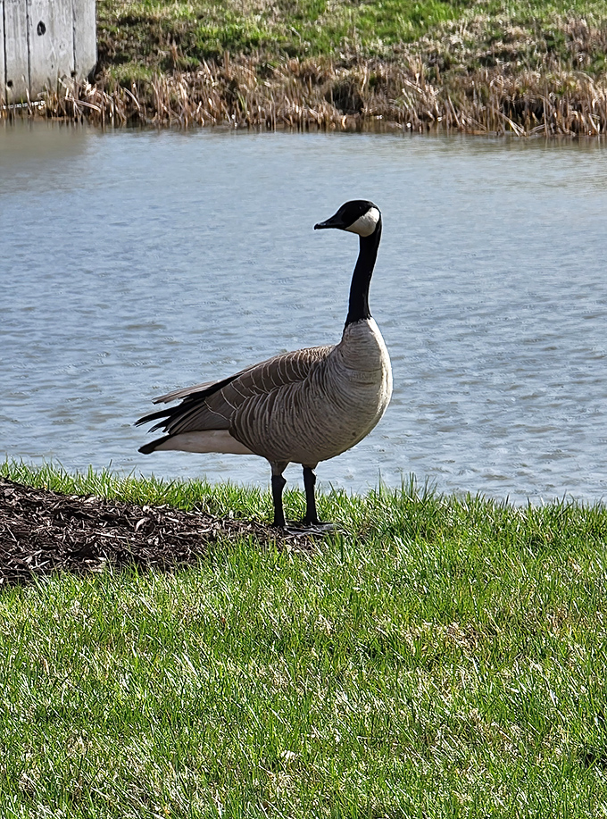 The unofficial welcoming committee stands guard by the shore. This Canada goose has better lakefront property than most real estate listings.
