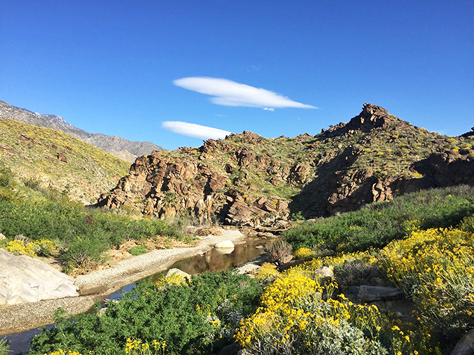 Beyond the boutiques lies wild desert beauty. Murray Canyon offers soul-restoring hikes just minutes from your mid-century shopping spree.