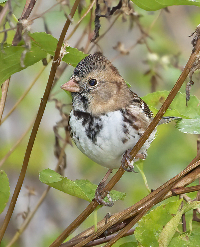 A feathered resident enjoying the biodiversity. The Indiana Dunes ecosystem supports hundreds of bird species, making it a paradise for both casual observers and dedicated birders.