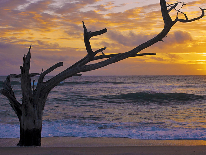That weathered tree didn't just wash up &ndash; it's nature's sculpture garden, a beachfront installation art piece crafted by time, tide, and countless storms.