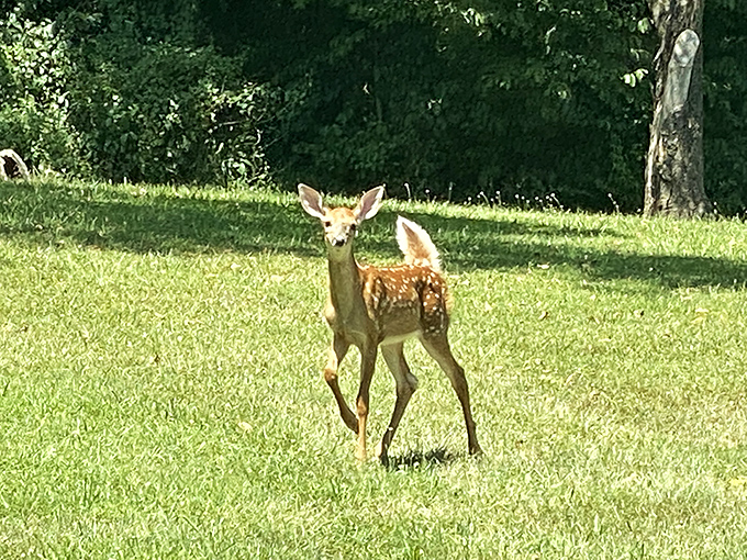 Excuse me, I live here. This young deer demonstrates the casual confidence of a local who knows all the best spots.