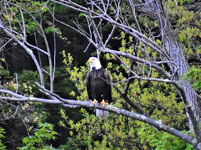 A majestic bald eagle surveys its domain from a perfect perch. America's national bird clearly appreciates Maryland's underrated wilderness too.