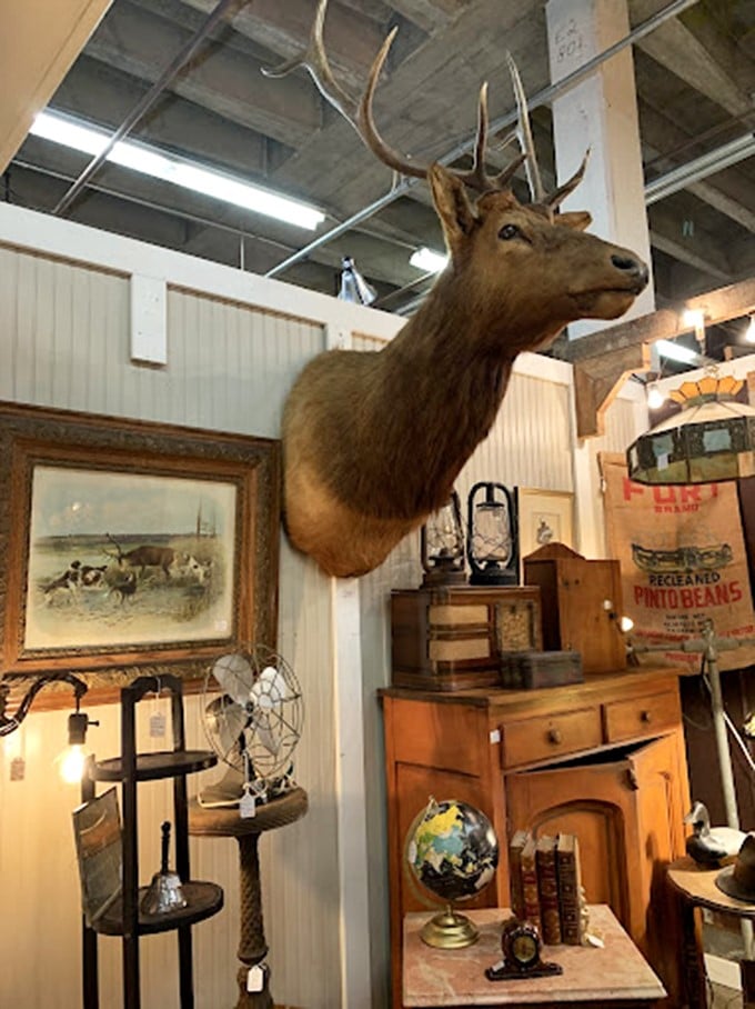 This stately elk presides over a collection of rustic Americana, silently judging your decorating choices with his eternal glass gaze.