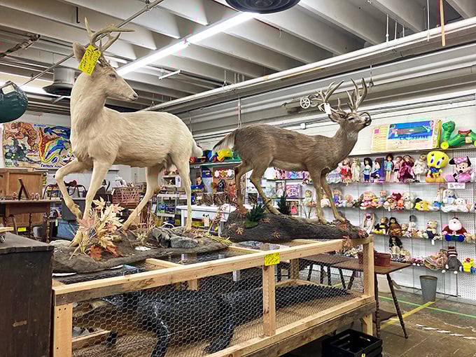 The taxidermy section: where the hunting lodge aesthetic meets antique mall culture. These majestic creatures now stand eternal sentry over vintage toys.
