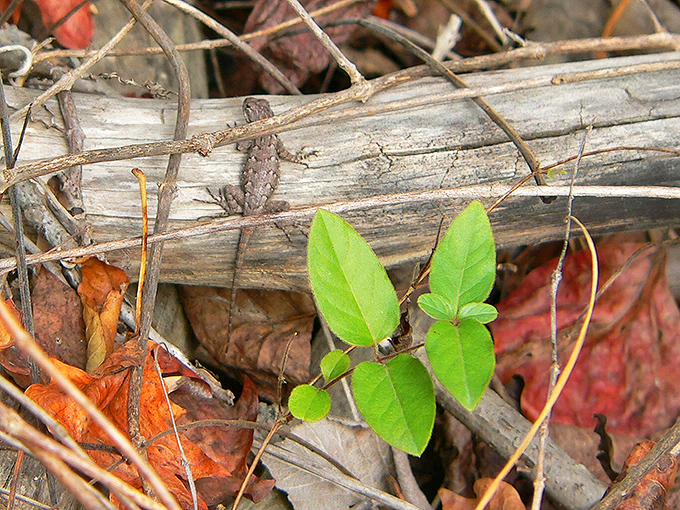Even the smallest residents enjoy High Bridge Trail. This tiny lizard probably thinks he's the park ranger, monitoring visitors from his wooden headquarters.