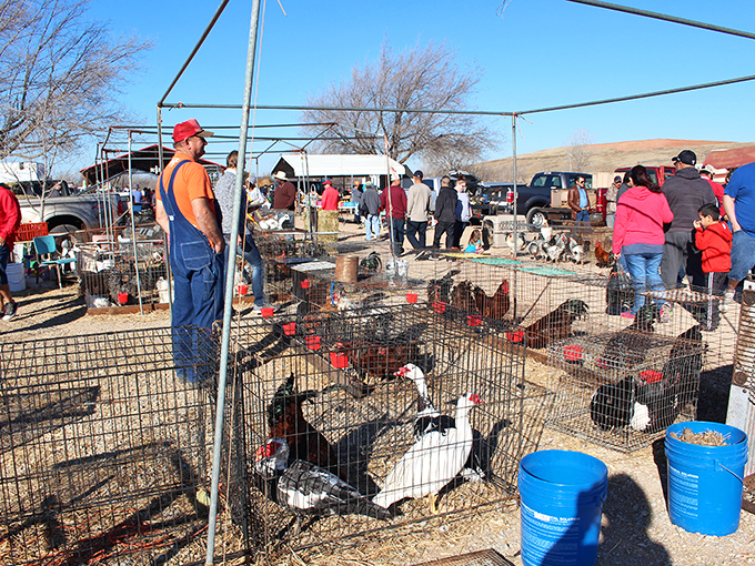 Under the open-air pavilion at Mary's, vendors display everything from toys to tools. It's retail therapy with fresh air included!