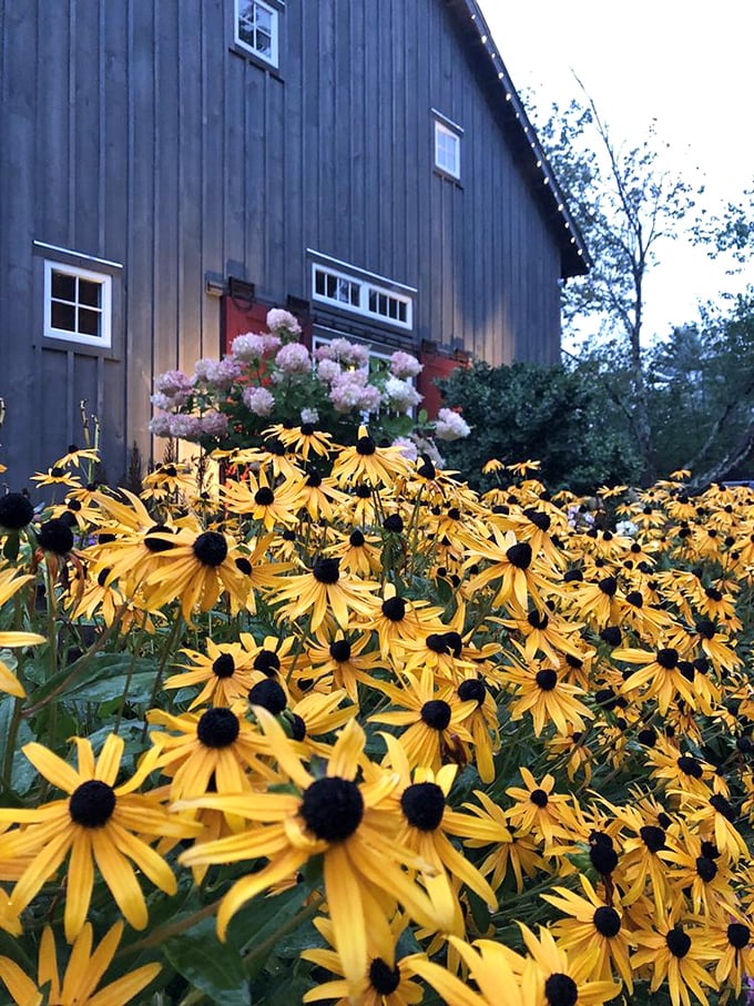 Golden black-eyed Susans frame the Woodshed like nature's own garnish for the culinary masterpiece waiting inside.