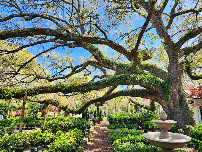 Magnificent live oaks draped with Spanish moss create natural archways in the gardens near Atalaya, nature's own architectural statement.