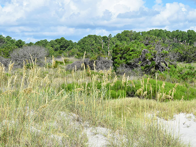 Sea oats stand guard over dunes like nature's sentinels. These golden grasses aren't just beautiful&mdash;they're the frontline defense protecting this fragile coastal ecosystem.