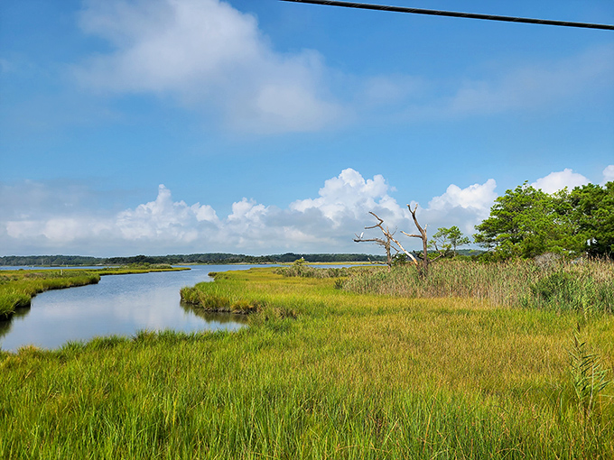 The bayside marshlands&mdash;nature's nursery and filter system. A watercolor painting come to life, where herons stalk and ospreys soar.