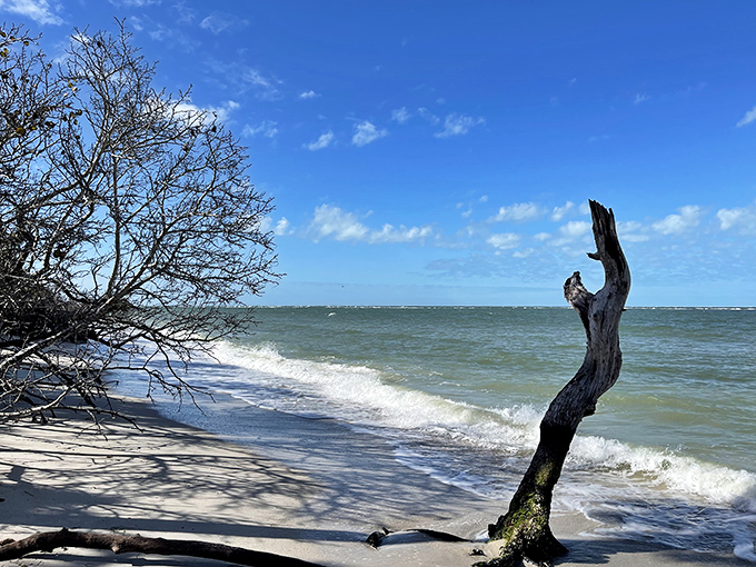 Driftwood sentinels stand guard over Cayo Costa's shores, sculpted by decades of tides into nature's modern art installation.