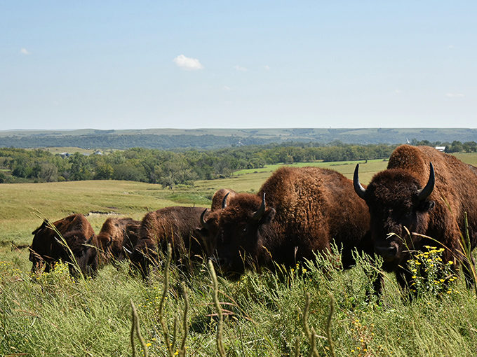 The original residents of the Flint Hills still roam these grasslands. These bison aren't just wildlife; they're living connections to the prairie's past.
