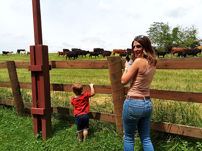 In Fauquier County, even the cows seem to move at a more civilized pace, grazing contentedly while families create memories at the fence line.