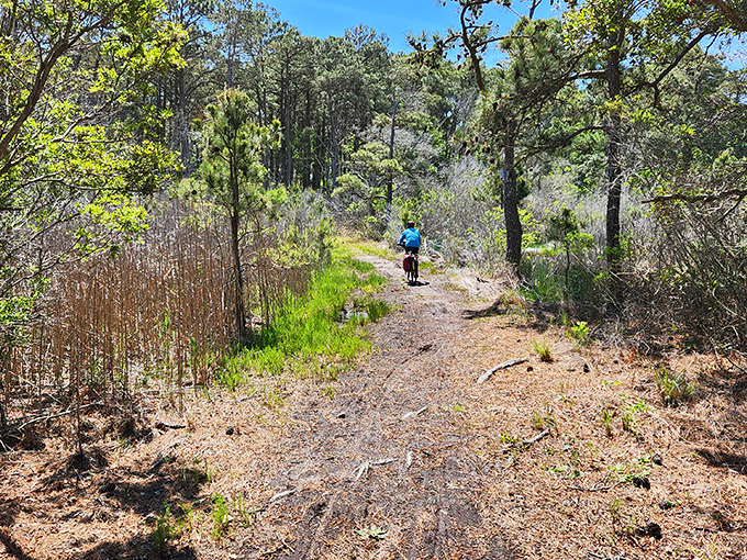 The path less traveled becomes even less traveled when you venture deeper into False Cape's maritime forest trails.