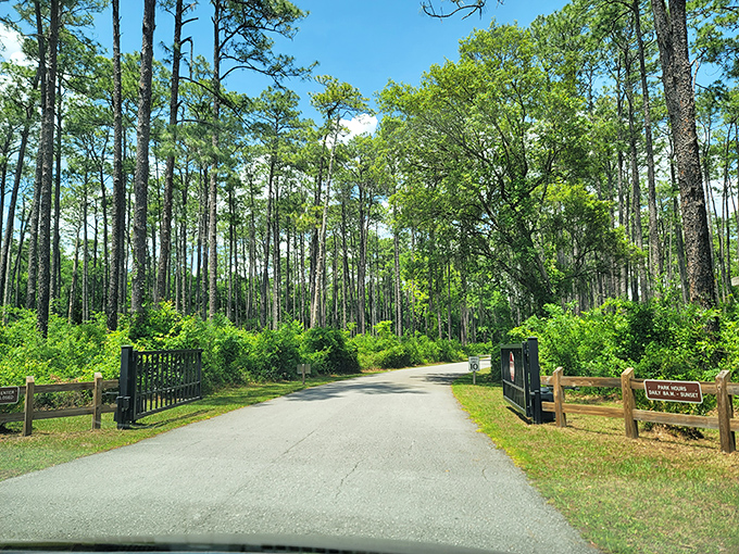 The entrance to Devil's Millhopper looks deceptively ordinary. Like finding the wardrobe to Narnia in the middle of Florida's flatlands.