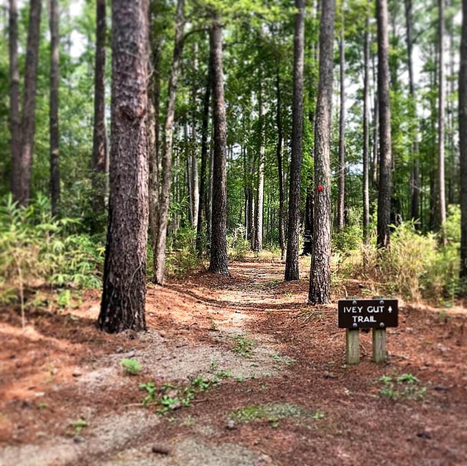 The Ivey Gut Trail beckons hikers with its needle-carpeted path and sun-dappled forest floor. Nature's red carpet treatment awaits.