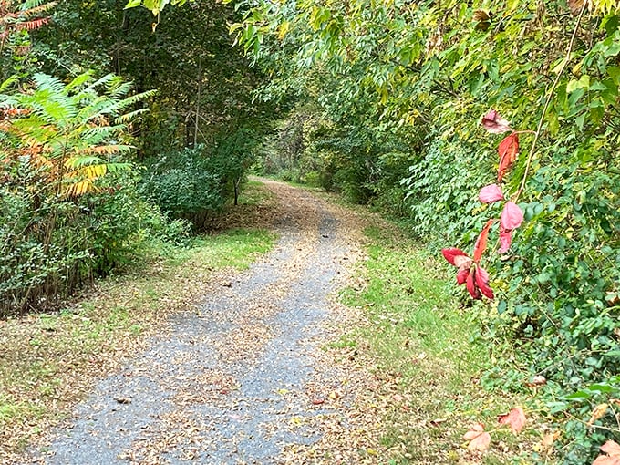 Nature's hallway invites wanderers to explore without admission fees&mdash;just the occasional rustling leaf or curious chipmunk for company.