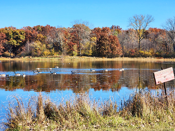 Griffith's autumn lake reflections could make even the most dedicated city-dweller consider small-town living. Nature's perfect mirror!